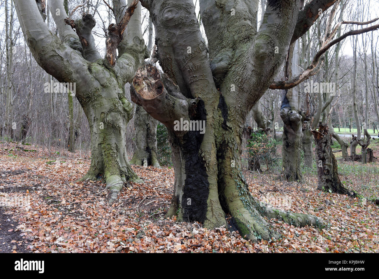 Head beeches (common beech) standing in a forest in the Suchteler ...
