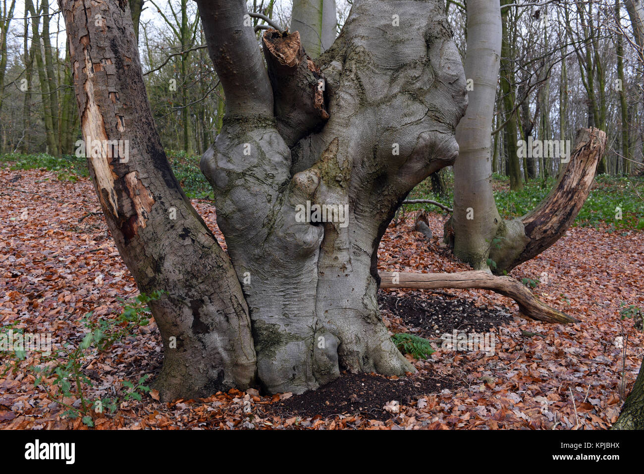 Head beeches (common beech) standing in a forest in the Suchteler ...