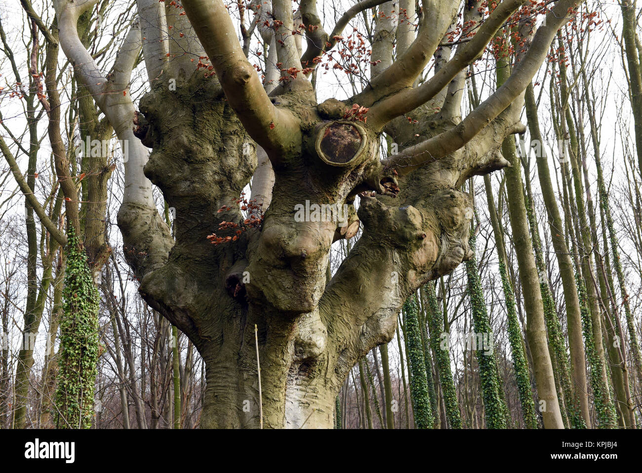 A head beech (common beech) standing in a forest in the Suchteler ...