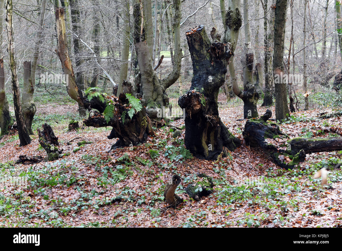 Dead head beeches (common beeches) standing in a forest in the ...