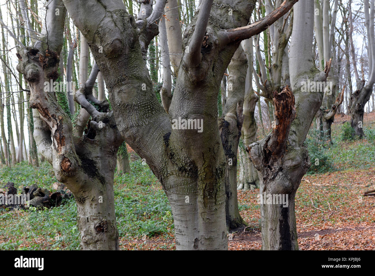 Head beeches (common beech) standing in a forest in the Suchteler ...