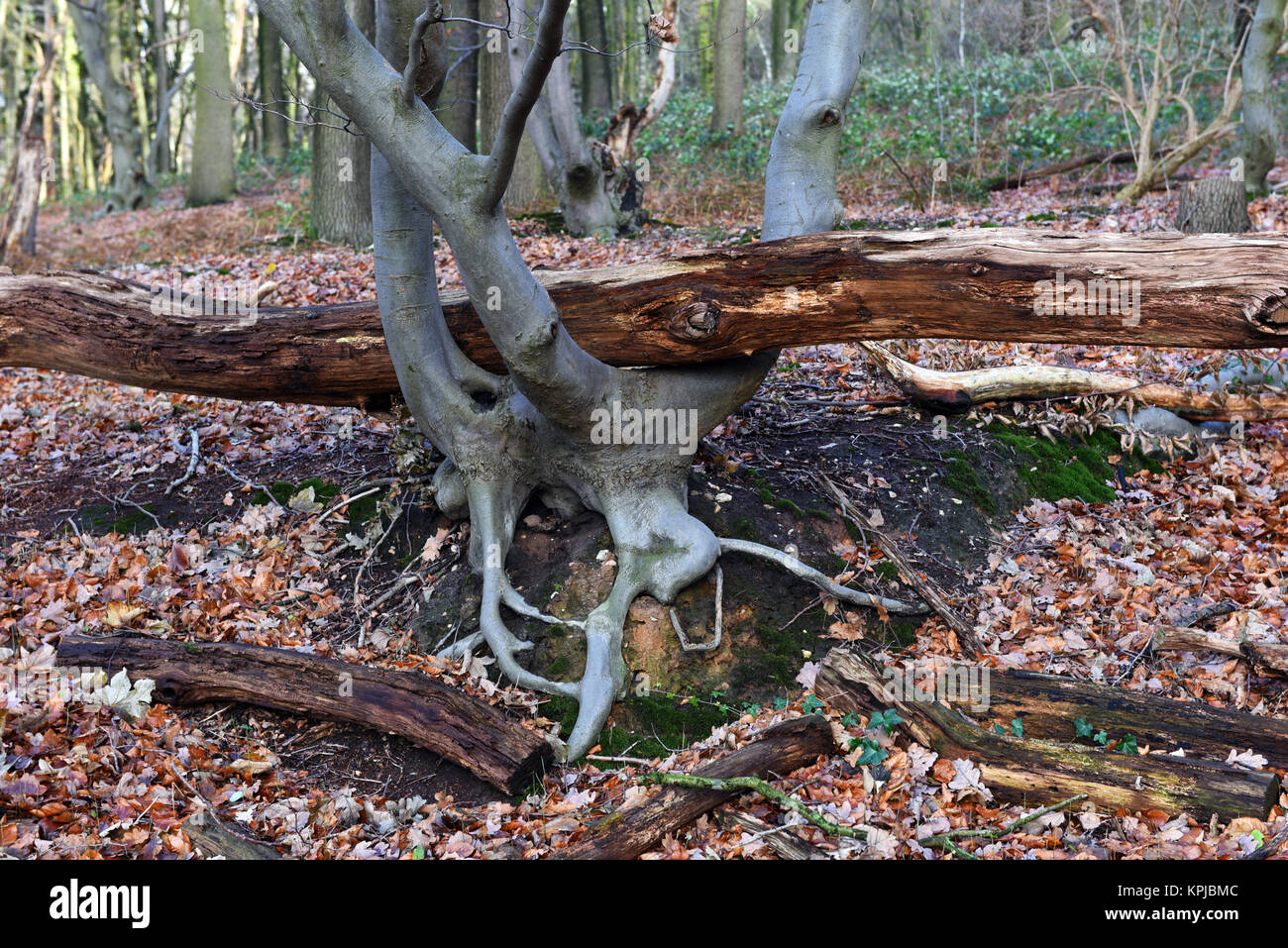 A rotten trunk lying on a young head beech (common beech) standing in a ...
