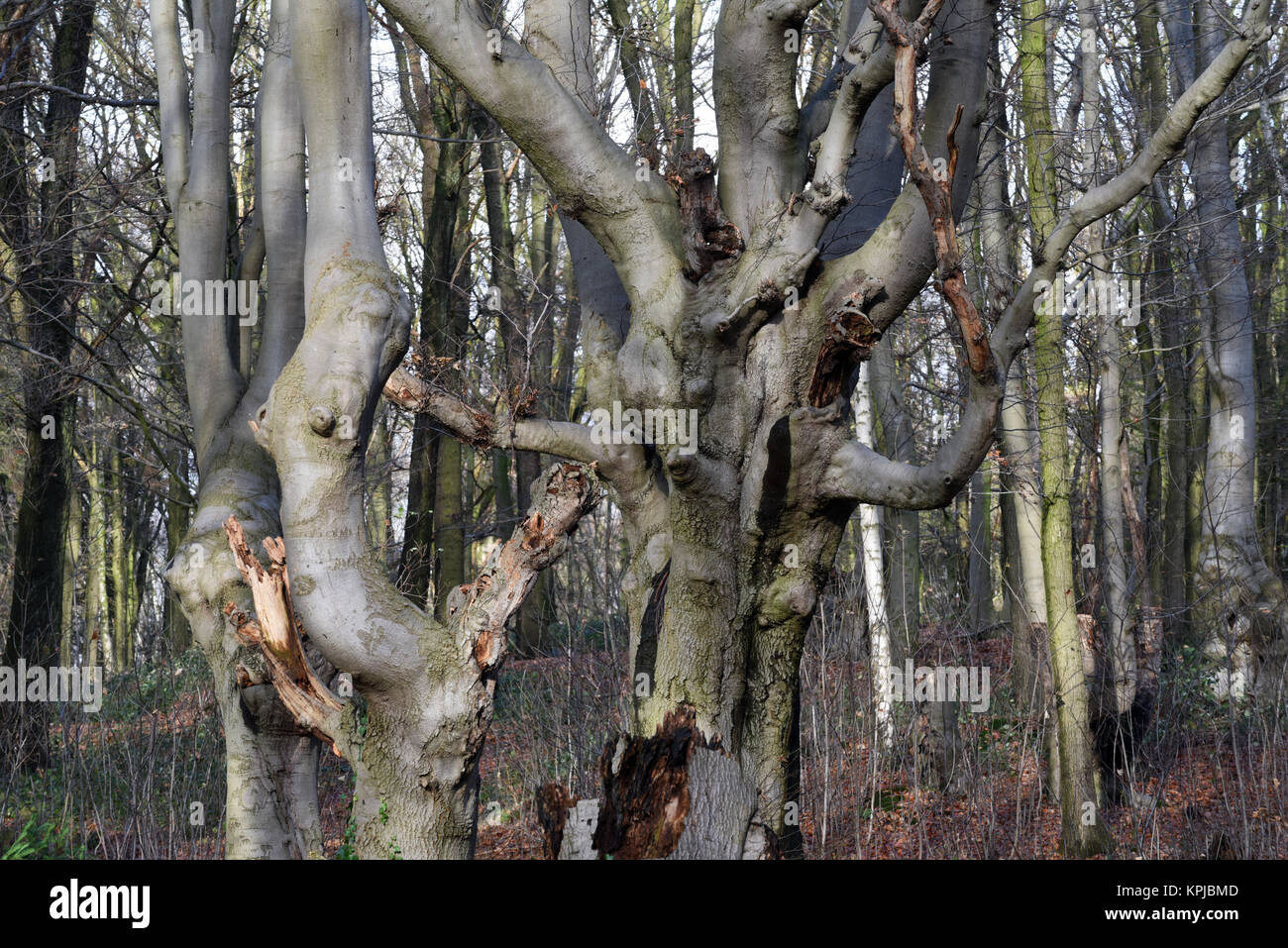 Head beeches (common beech) standing in a forest in the Suchteler ...