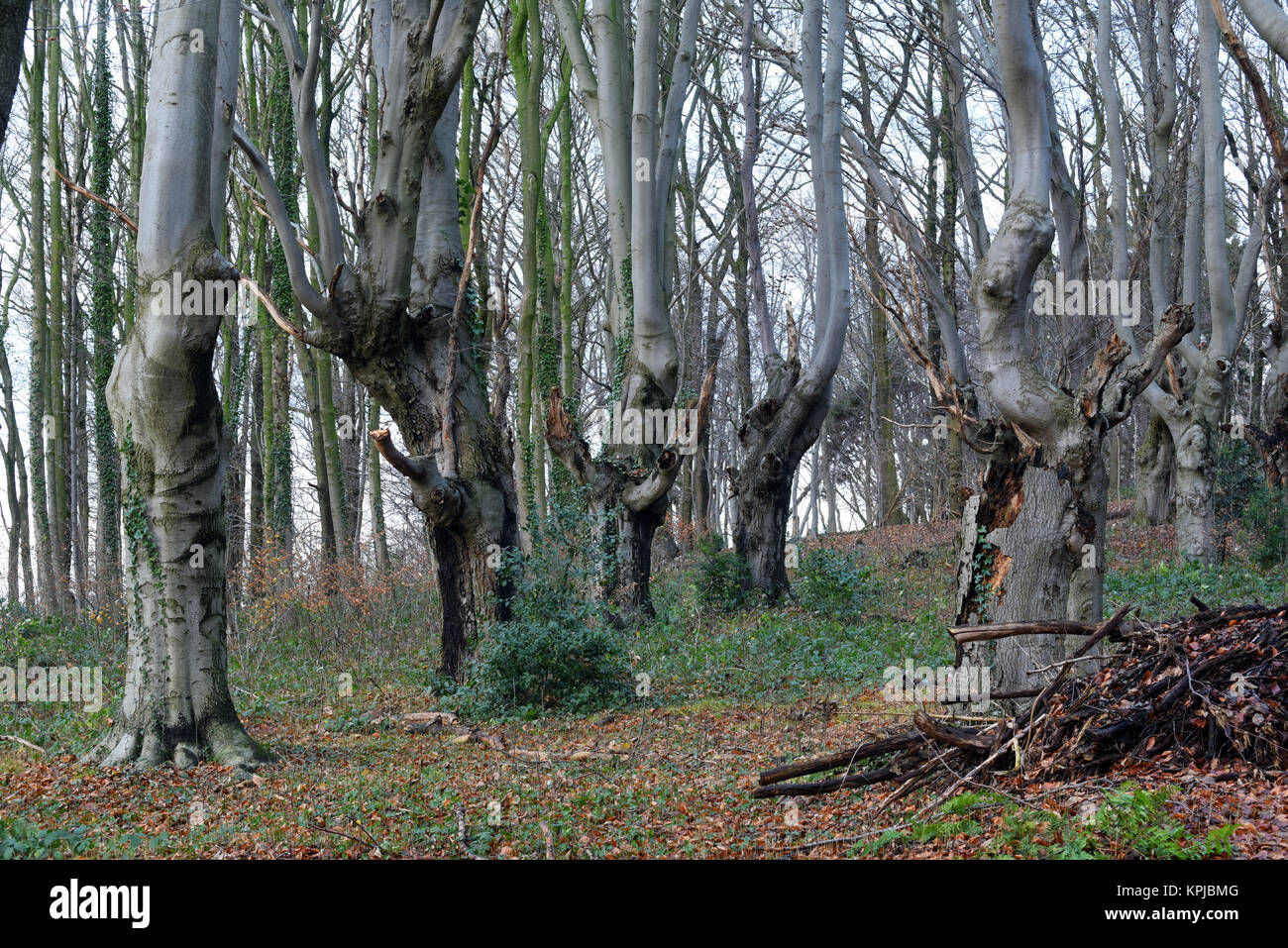 Head beeches (common beech) standing in a forest in the Suchteler ...