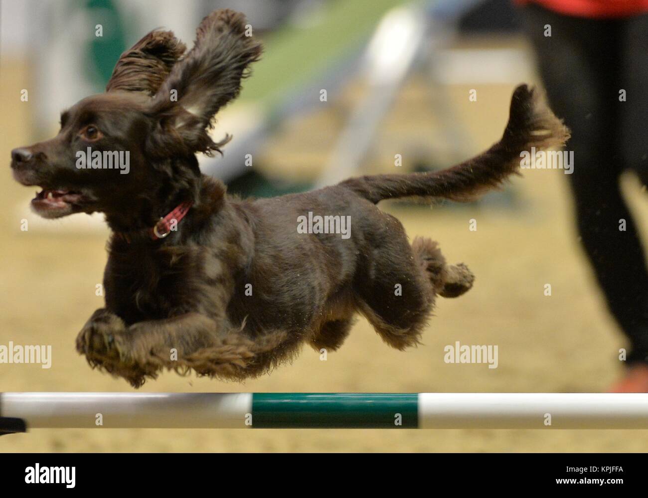Kennel Club London Stock Photos & Kennel Club London Stock Images - Alamy