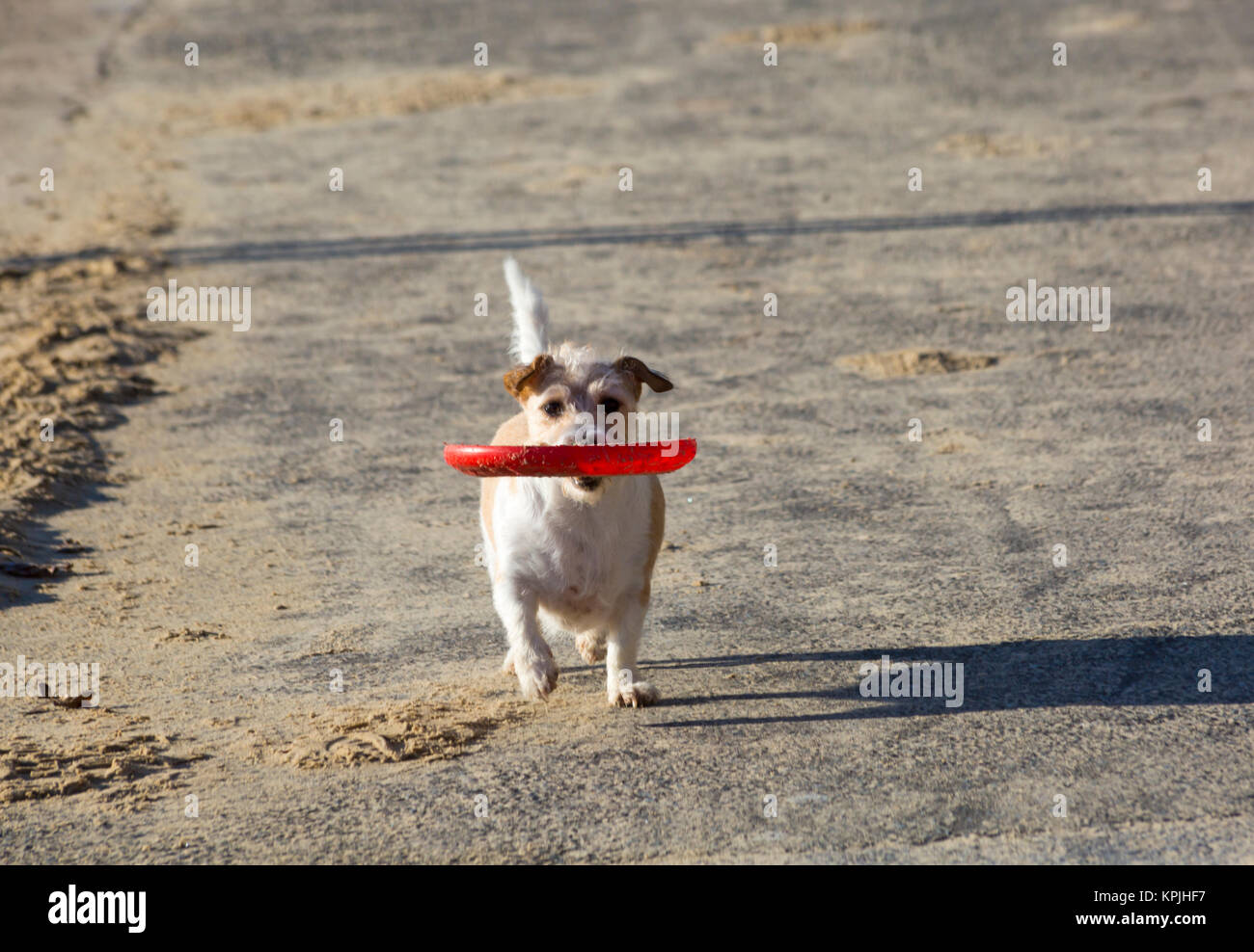 Frisbee jenkins hi-res stock photography and images - Alamy