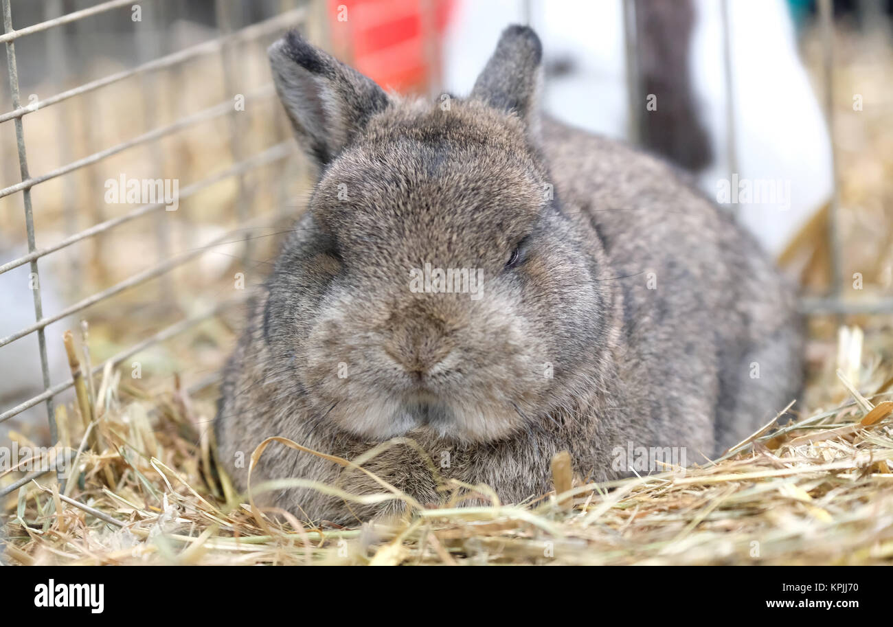 Rabbit show germany hi-res stock photography and images - Alamy