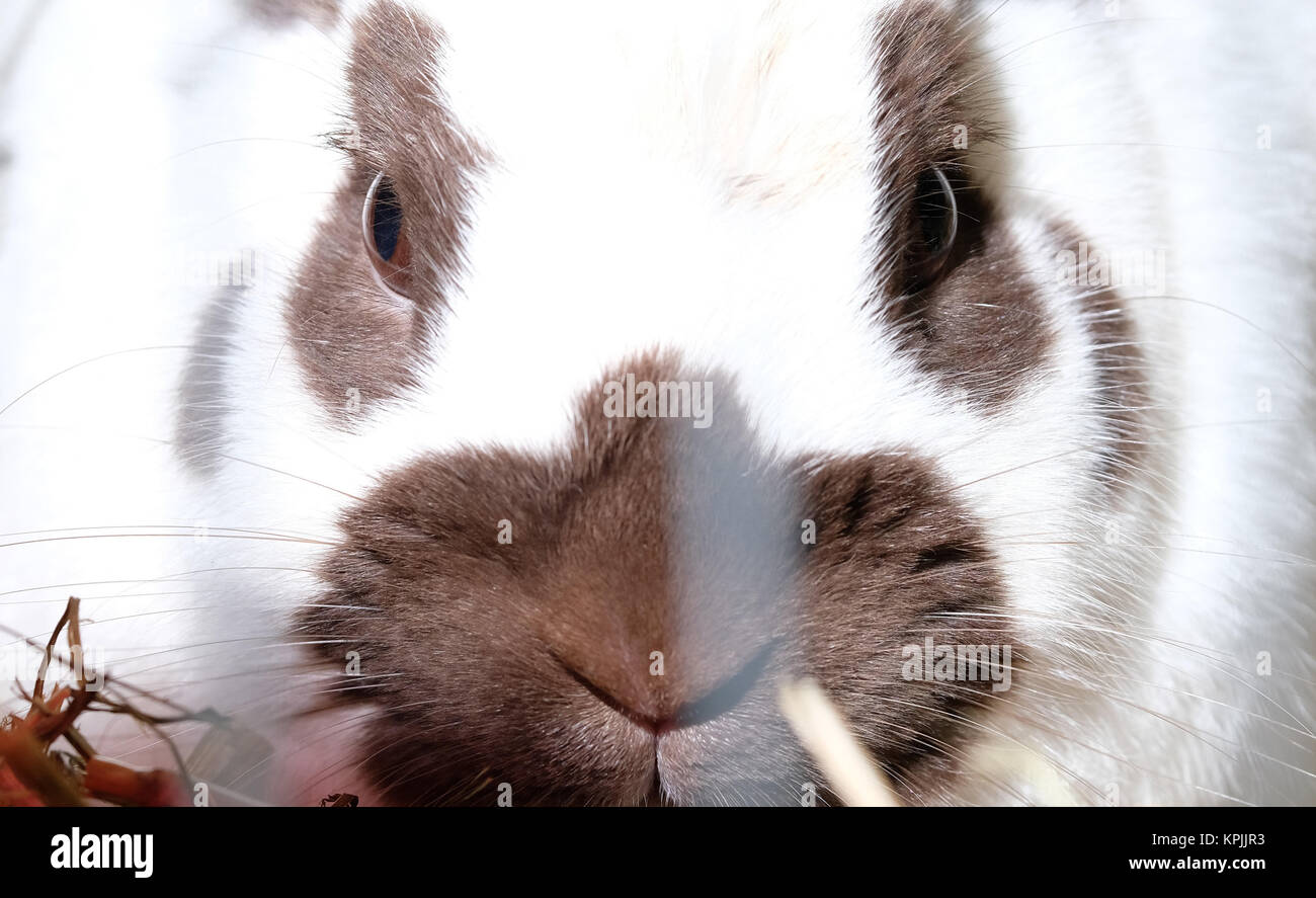 Leipzig, Germany. 16th Dec, 2017. A dwarf dappled rabbit sits in a cage ...