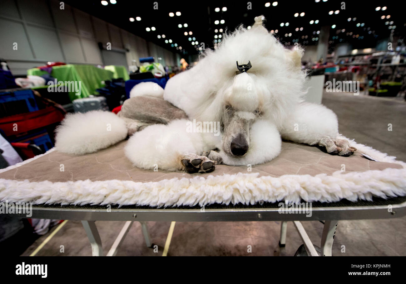 Orlando, Florida, USA. 16th Dec, 2017. A Standard Poodle awaits further ...
