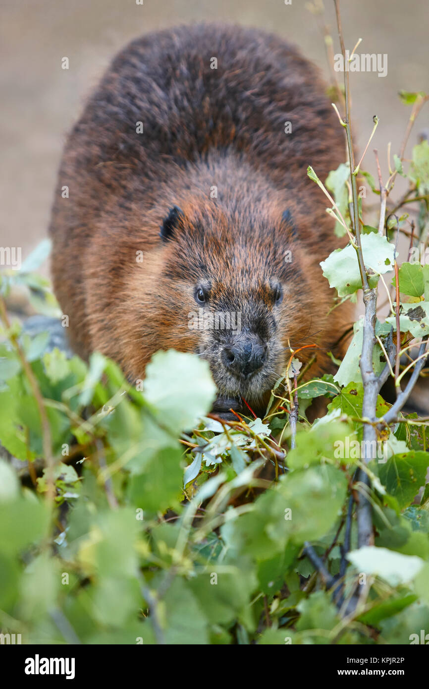 Beaver eating in the forest. Nature wildlife background. Vertical Stock ...