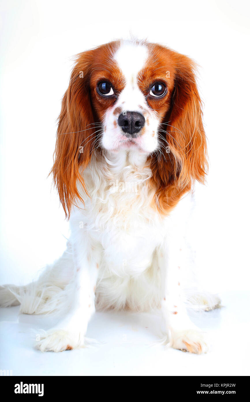 Cavalier king charles spaniel dog photo. Beautiful cute cavalier puppy ...
