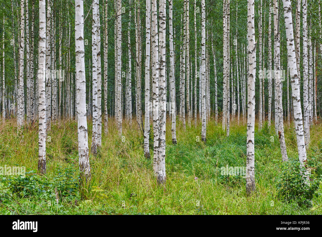 Finnish landscape with birch forest. Finland nature wilderness ...