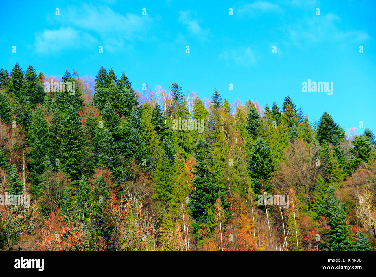 mountains covered with multicolored forest in autumn Stock Photo - Alamy