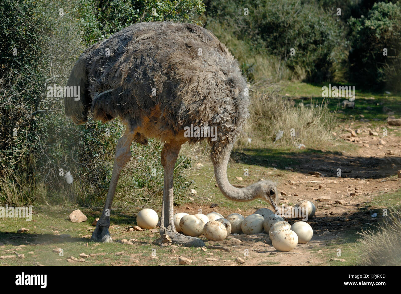 Female Ostrich or Common Ostrich, Struthio camelus, & Clutch of Eggs ...