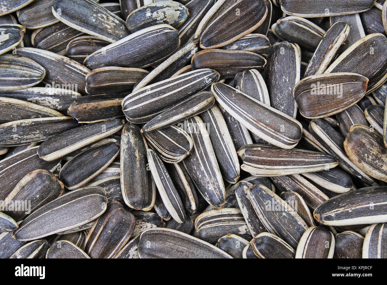 Sunflower seeds. Seeds with shell. Sunflower seed texture closeup ...