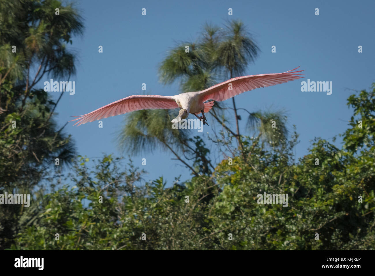 Roseate Spoonbill in flight Stock Photo - Alamy