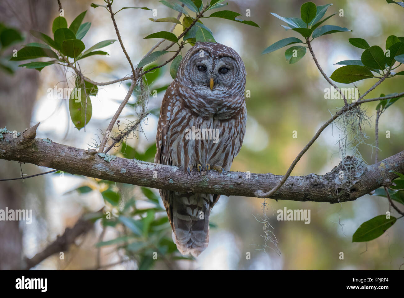 Barred Owl perched on a branch at dusk Stock Photo - Alamy