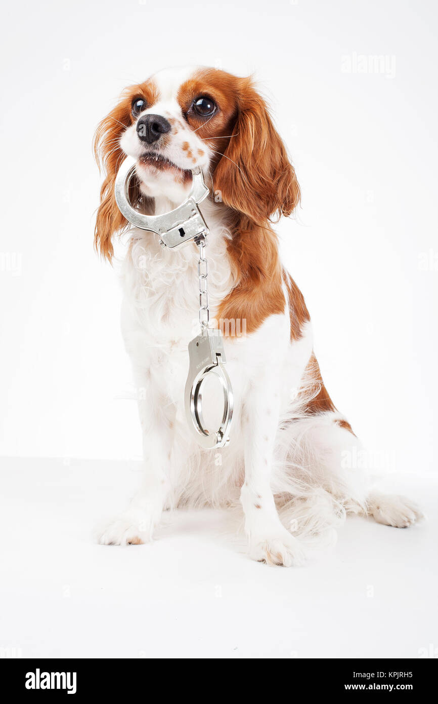 Dog with handcuffs. Cavalier king charles spaniel dog photo. Beautiful ...