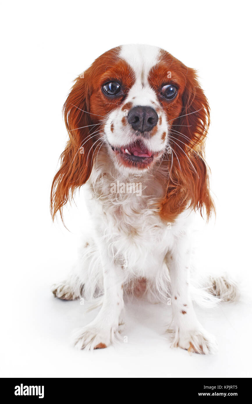 Loud dog. Cute dog yelp yal bark.. Cute barking dog photo. Cute Stock ...