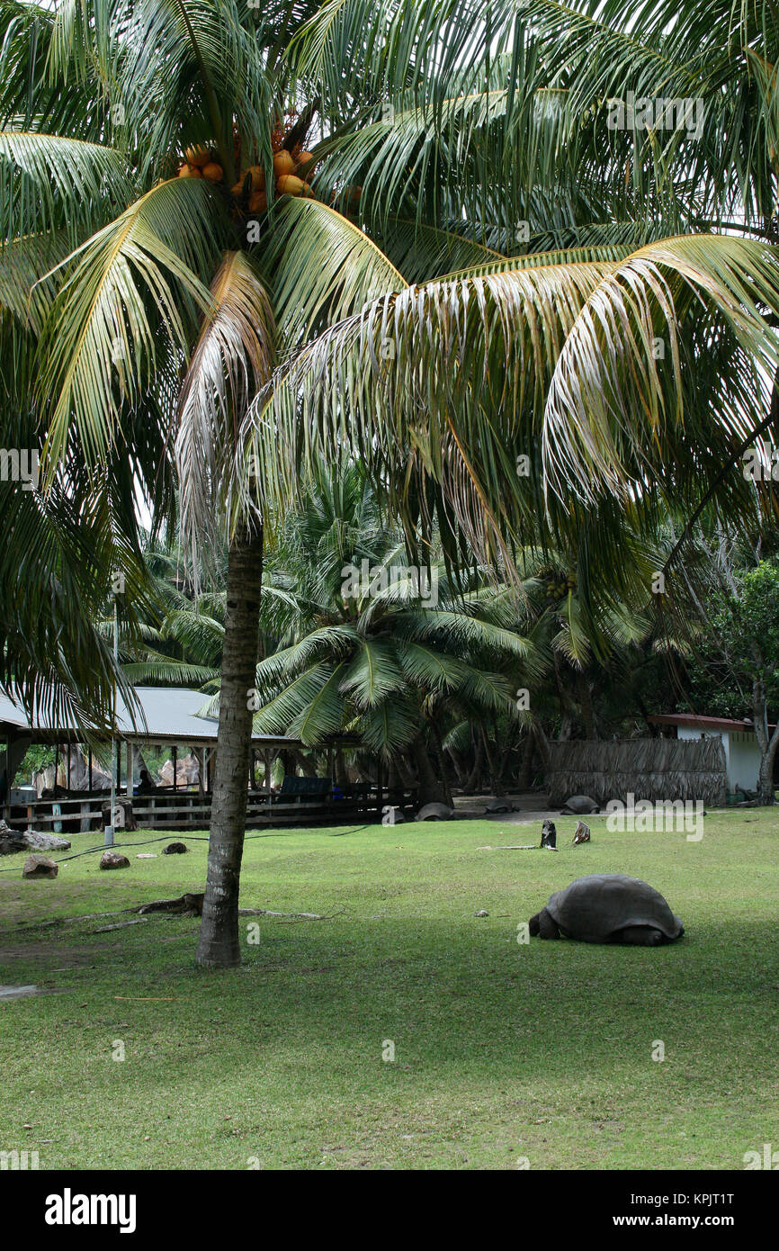 Coco de mer palm trees and Aldabra giant tortoise (Aldabrachelys ...