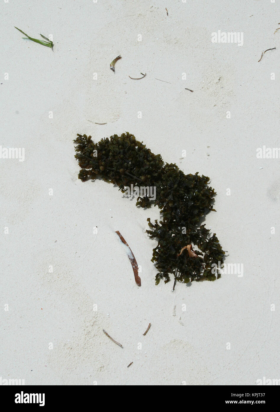 A head of seaweed/kelp on beach, coast of Curieuse Island, Seychelles ...
