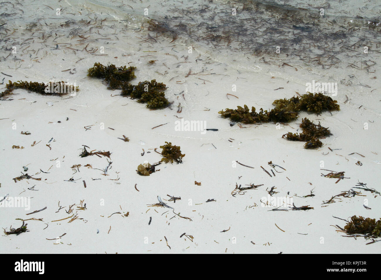 A head of seaweed/kelp on beach, coast of Curieuse Island, Seychelles ...