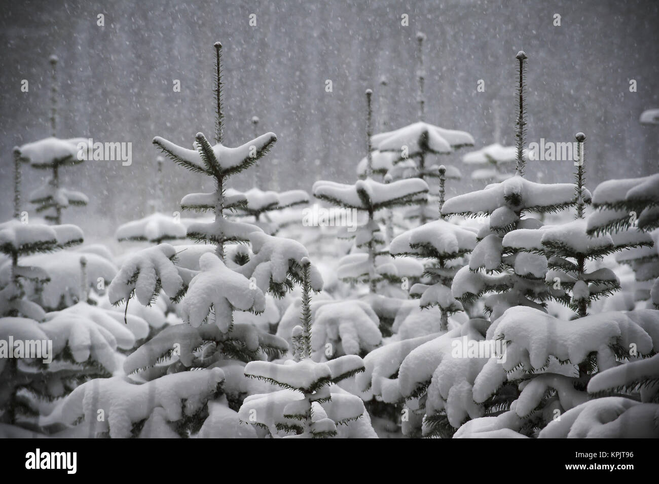 Fir trees with snow hi-res stock photography and images - Alamy