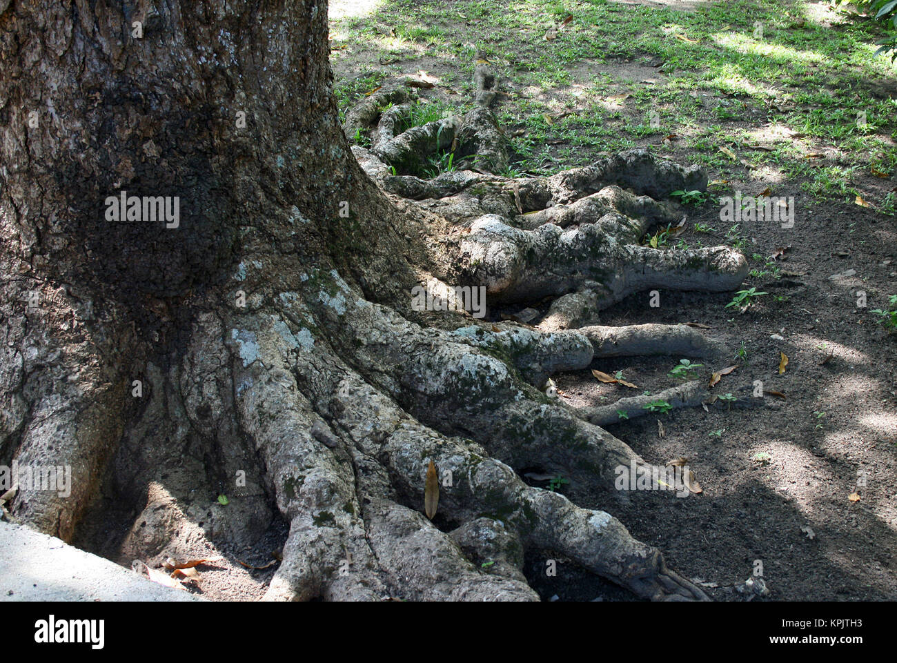 Roots horizontal root system hi-res stock photography and images - Alamy