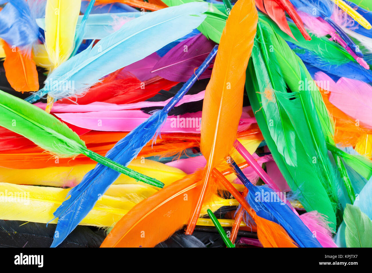 Colorful feather rainbow bird feathers. Goose dove duck parrot quill ...