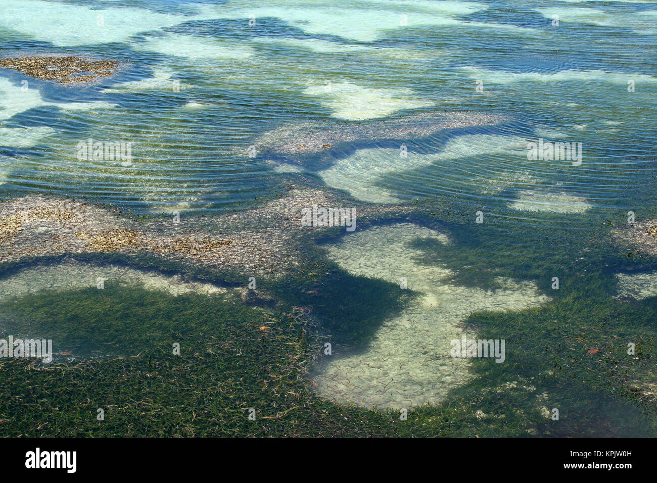 Algae ocean floating hi-res stock photography and images - Alamy