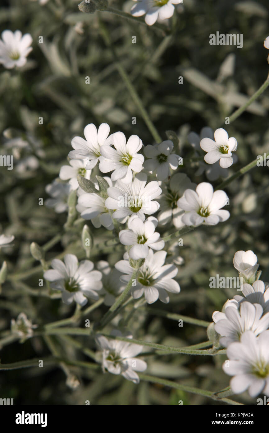 white flowers are hiding in the garden Stock Photo - Alamy