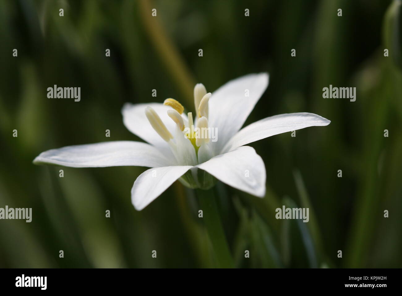 single decorative white flower in the garden Stock Photo - Alamy