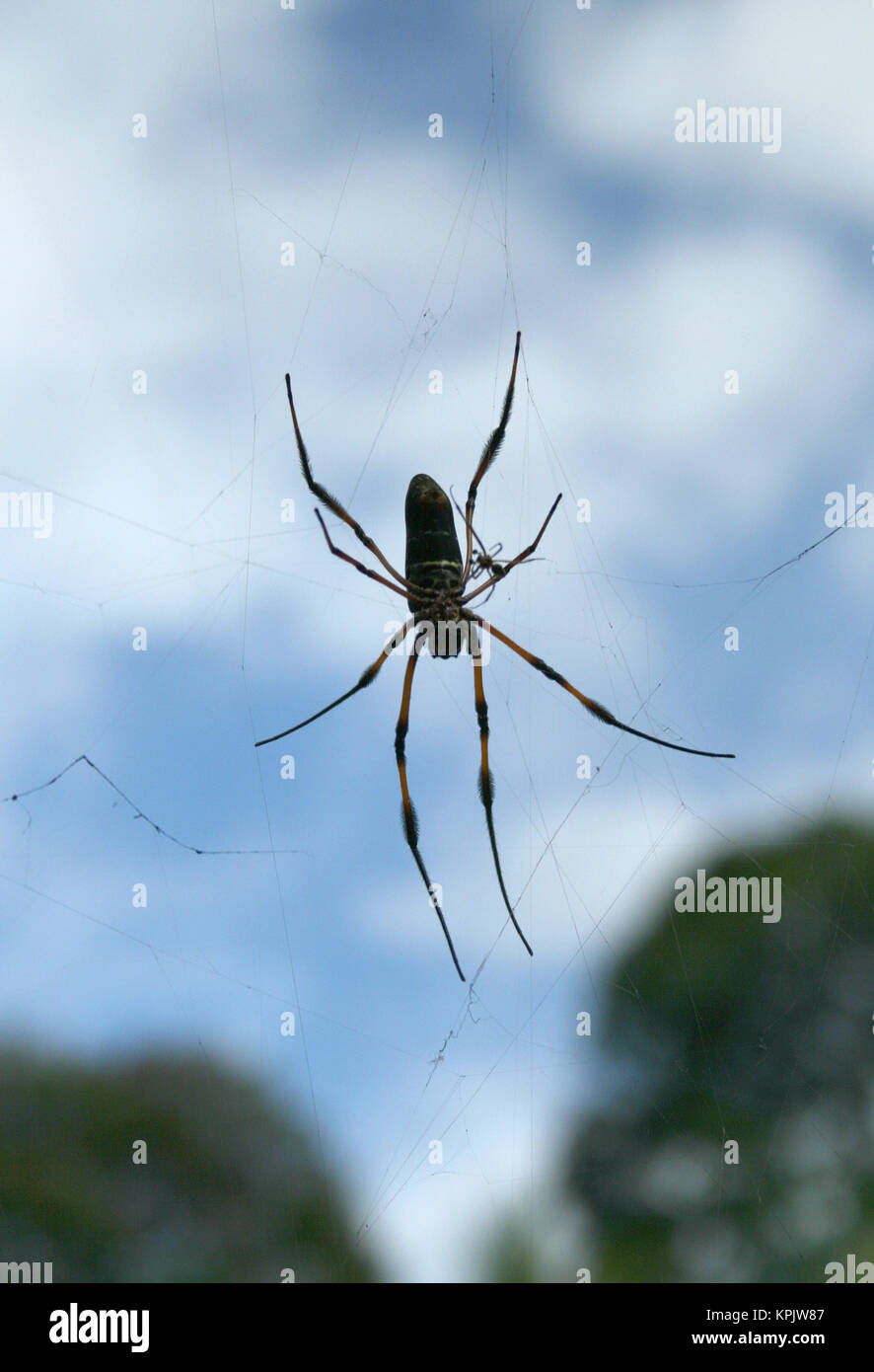 Red-legged golden orb-web spider against partially cloudy blue sky, La ...