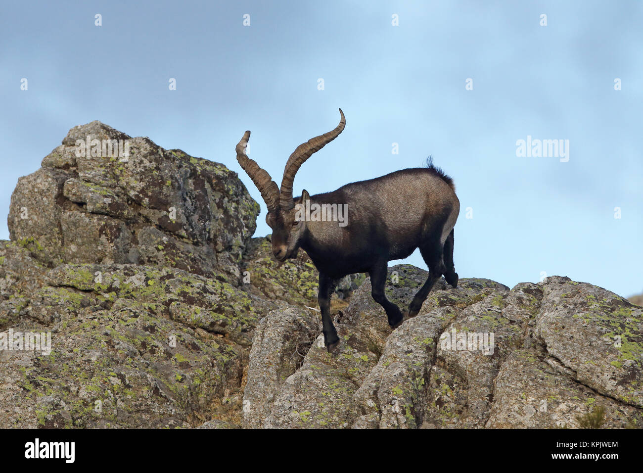 Iberian wild goat mating season Stock Photo - Alamy