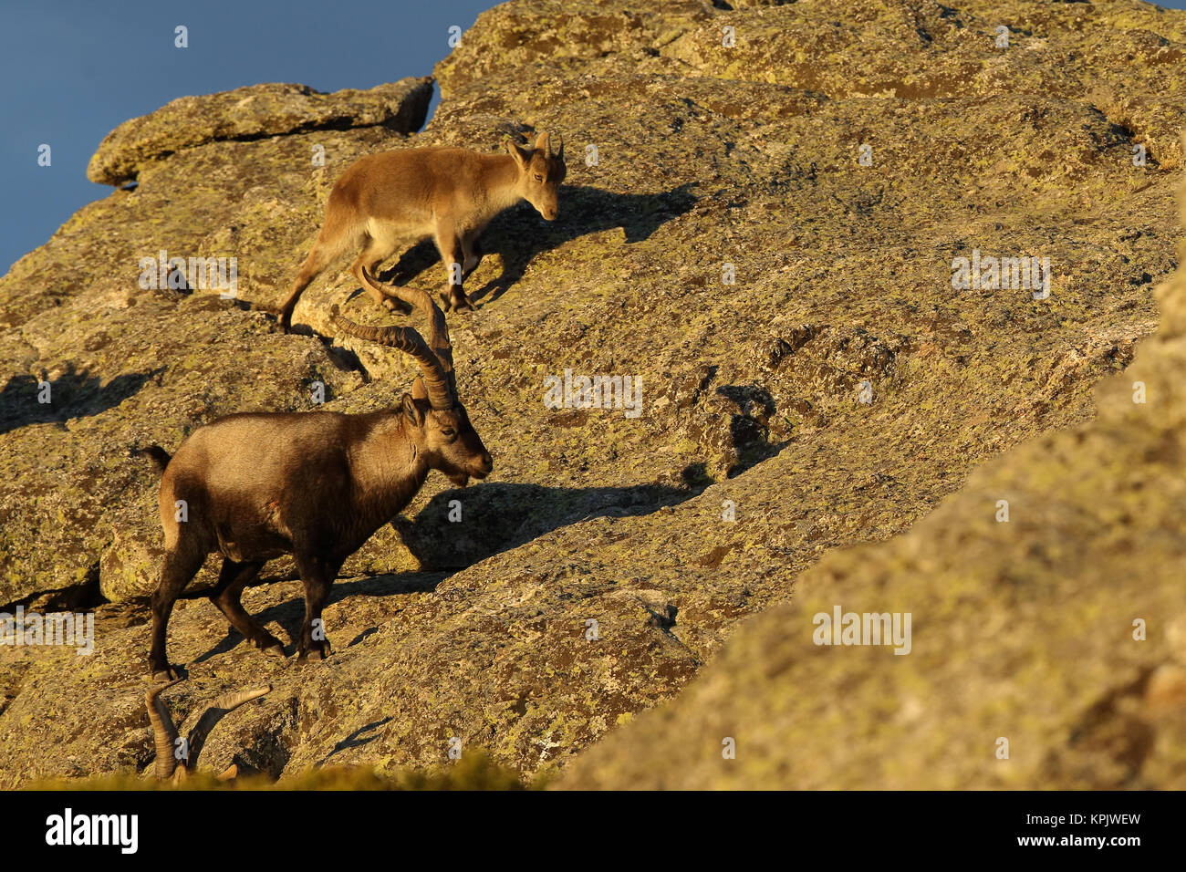 Iberian wild goat mating season Stock Photo - Alamy