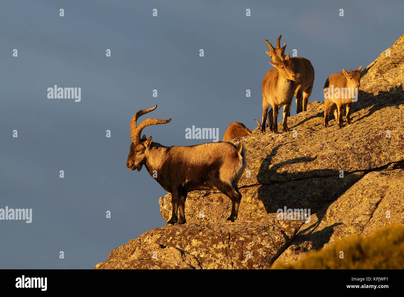 Iberian wild goat mating season Stock Photo - Alamy