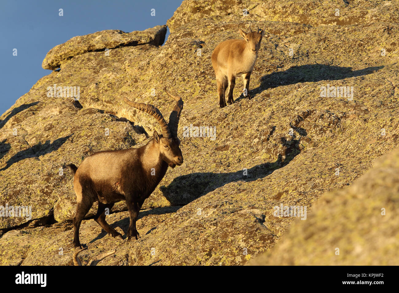 Iberian wild goat mating season Stock Photo - Alamy