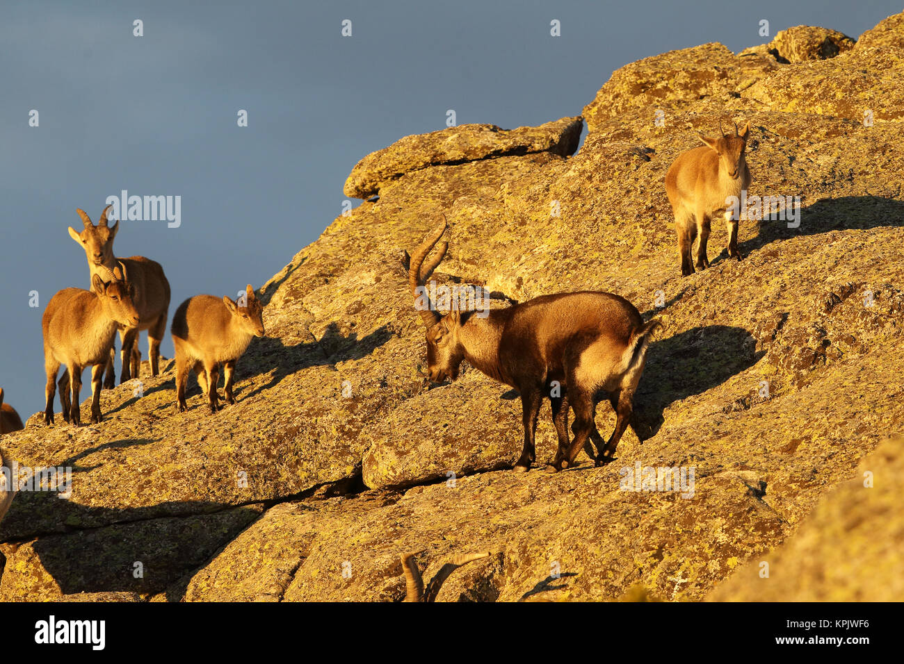 Iberian wild goat mating season Stock Photo - Alamy