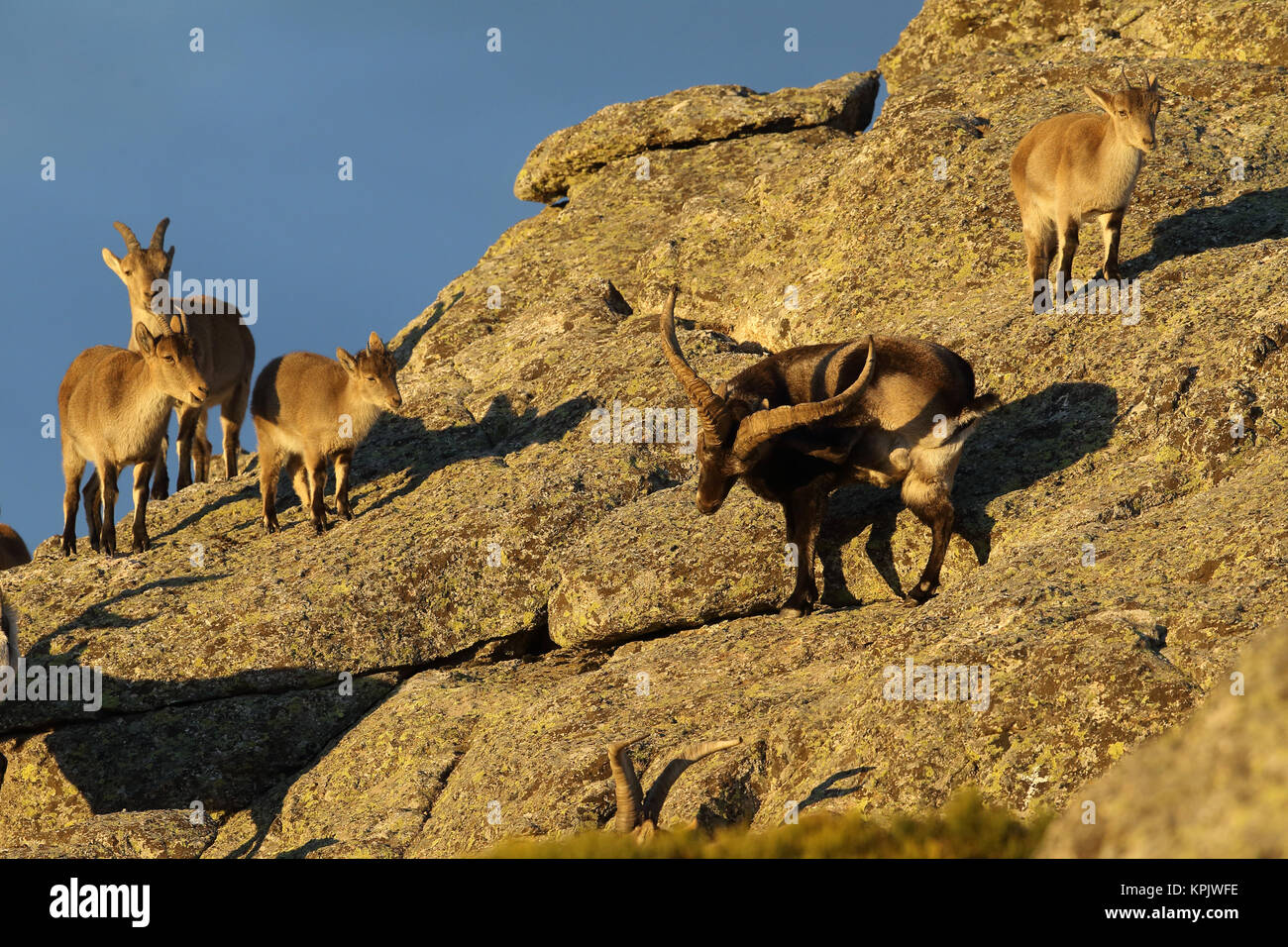 Iberian wild goat mating season Stock Photo - Alamy