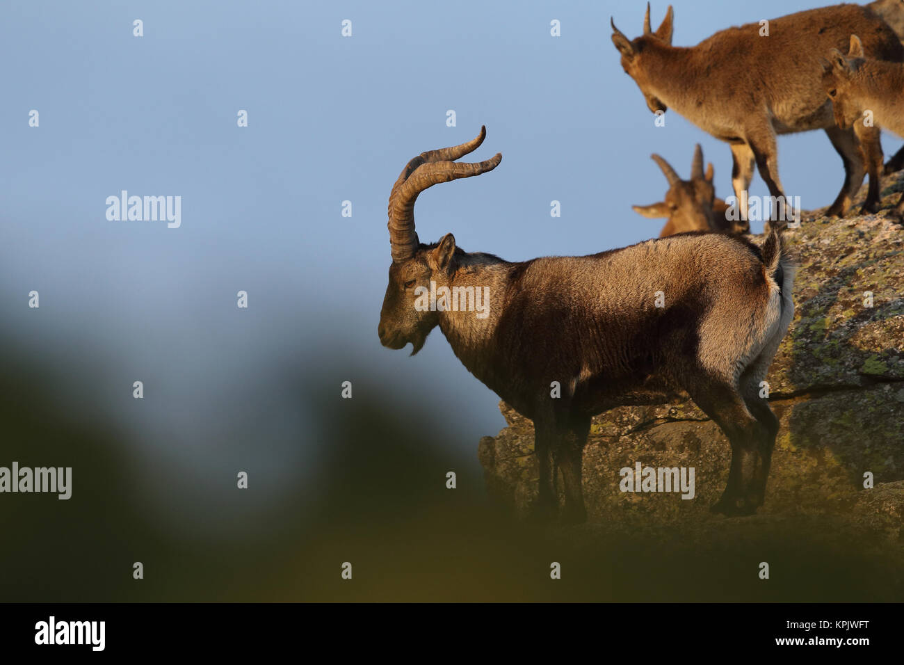 Iberian wild goat mating season Stock Photo - Alamy