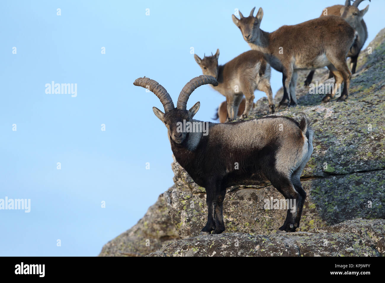 Iberian wild goat mating season Stock Photo - Alamy
