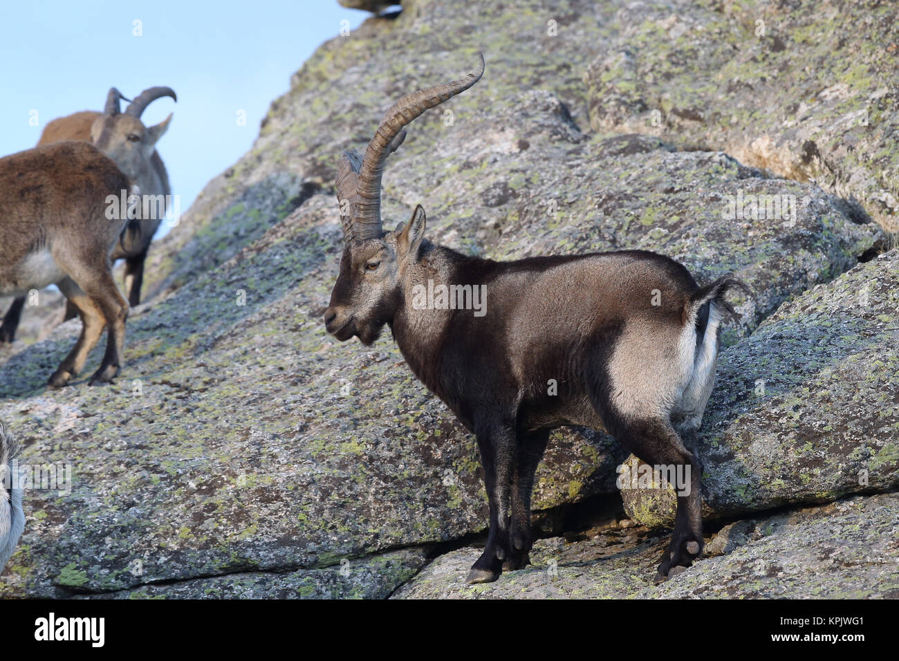 Iberian wild goat mating season Stock Photo - Alamy