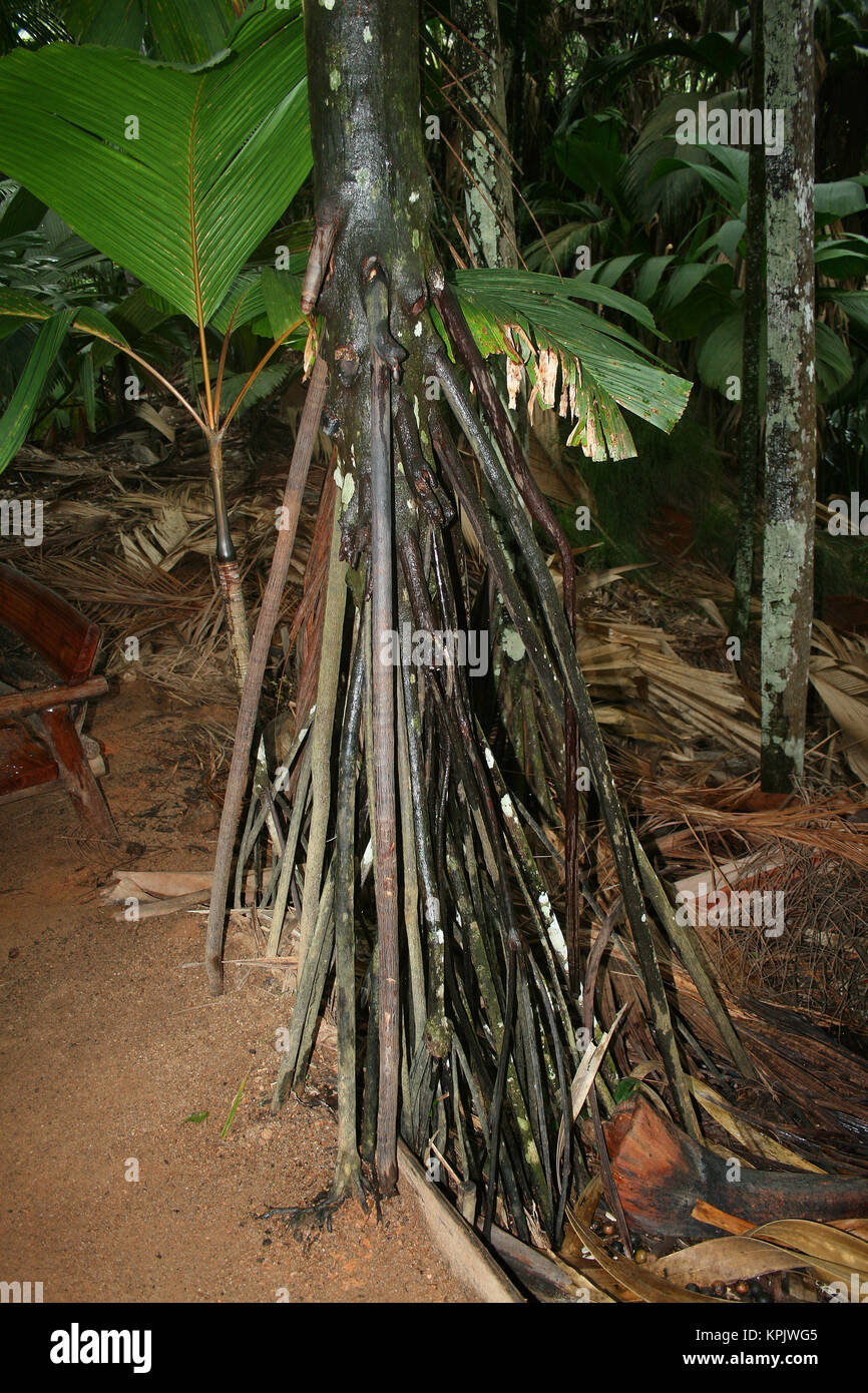 Seychelles screwpine/pandan, pandanus sechellarum on park lawn, La ...