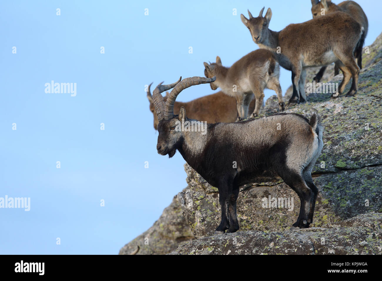 Iberian wild goat mating season Stock Photo - Alamy