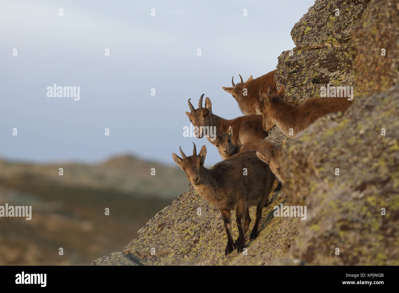 Iberian wild goat mating season Stock Photo - Alamy