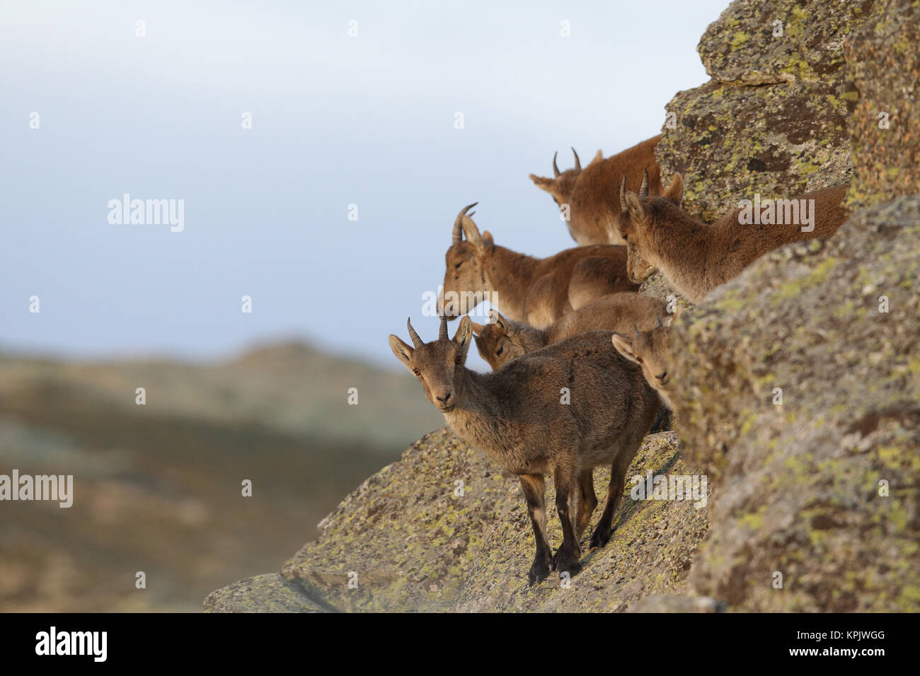 Iberian wild goat mating season Stock Photo - Alamy