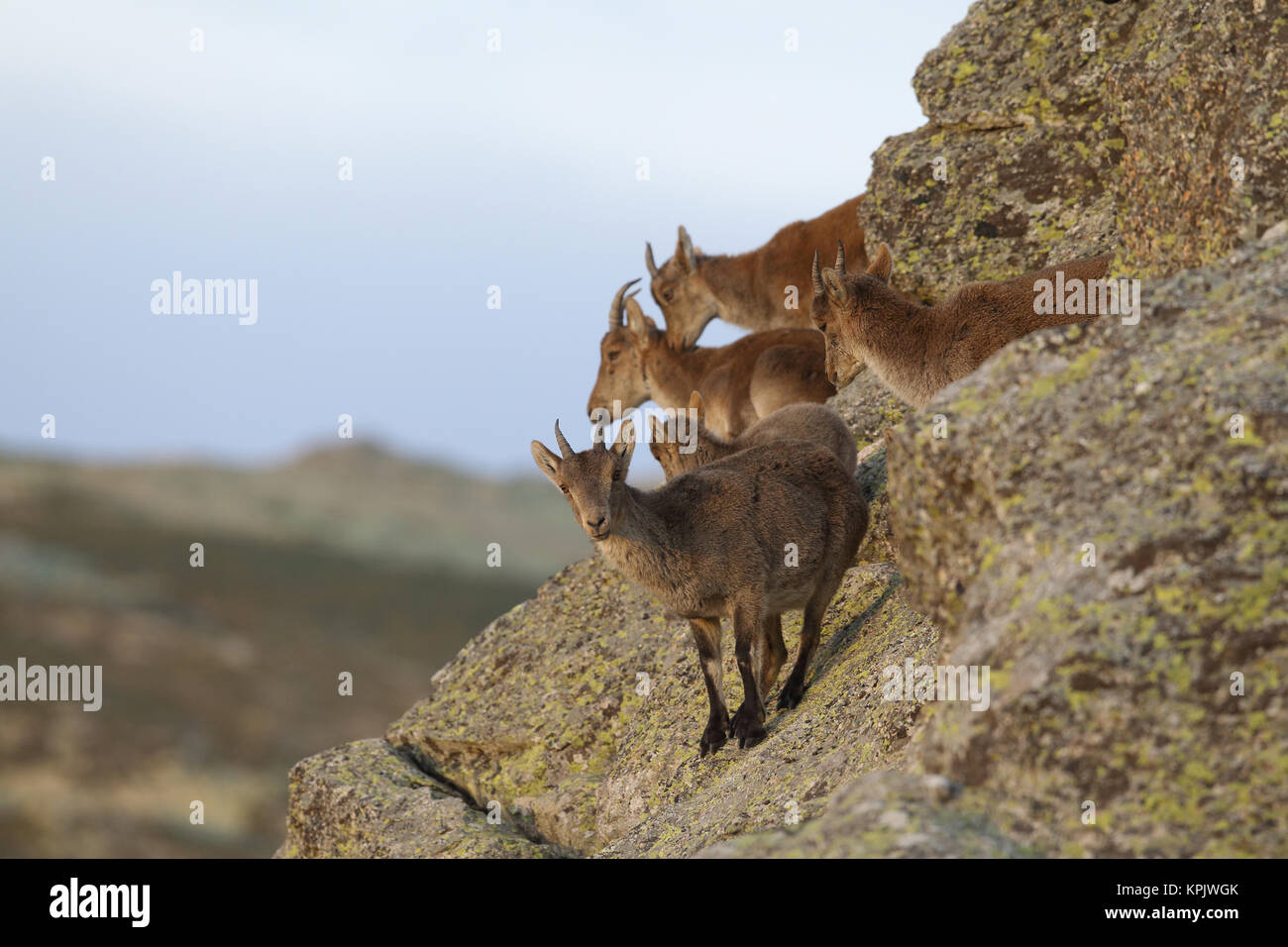 Iberian wild goat mating season Stock Photo - Alamy
