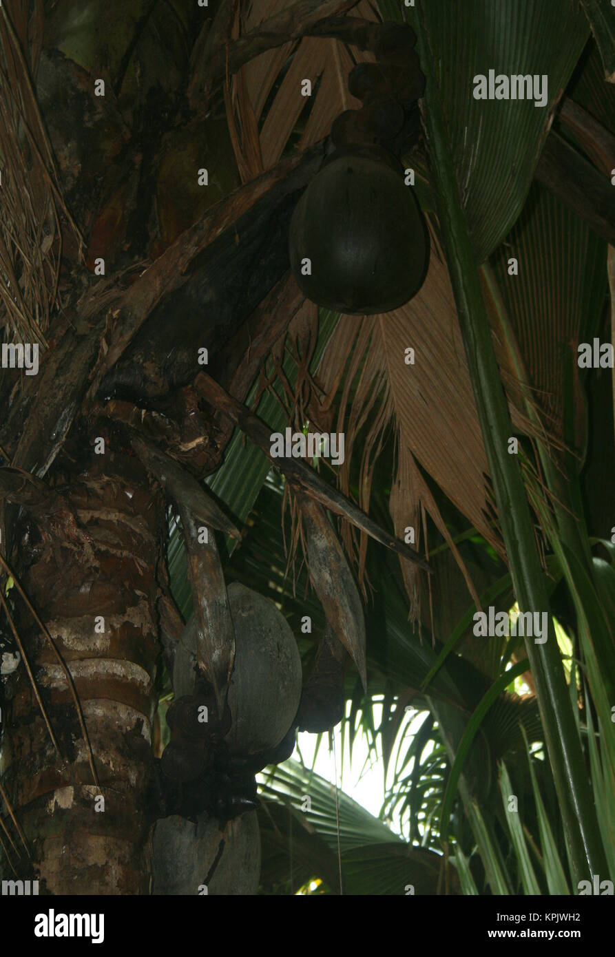 Coco de Mer palm trees in forest, Vallee de Mai, Praslin National Park ...