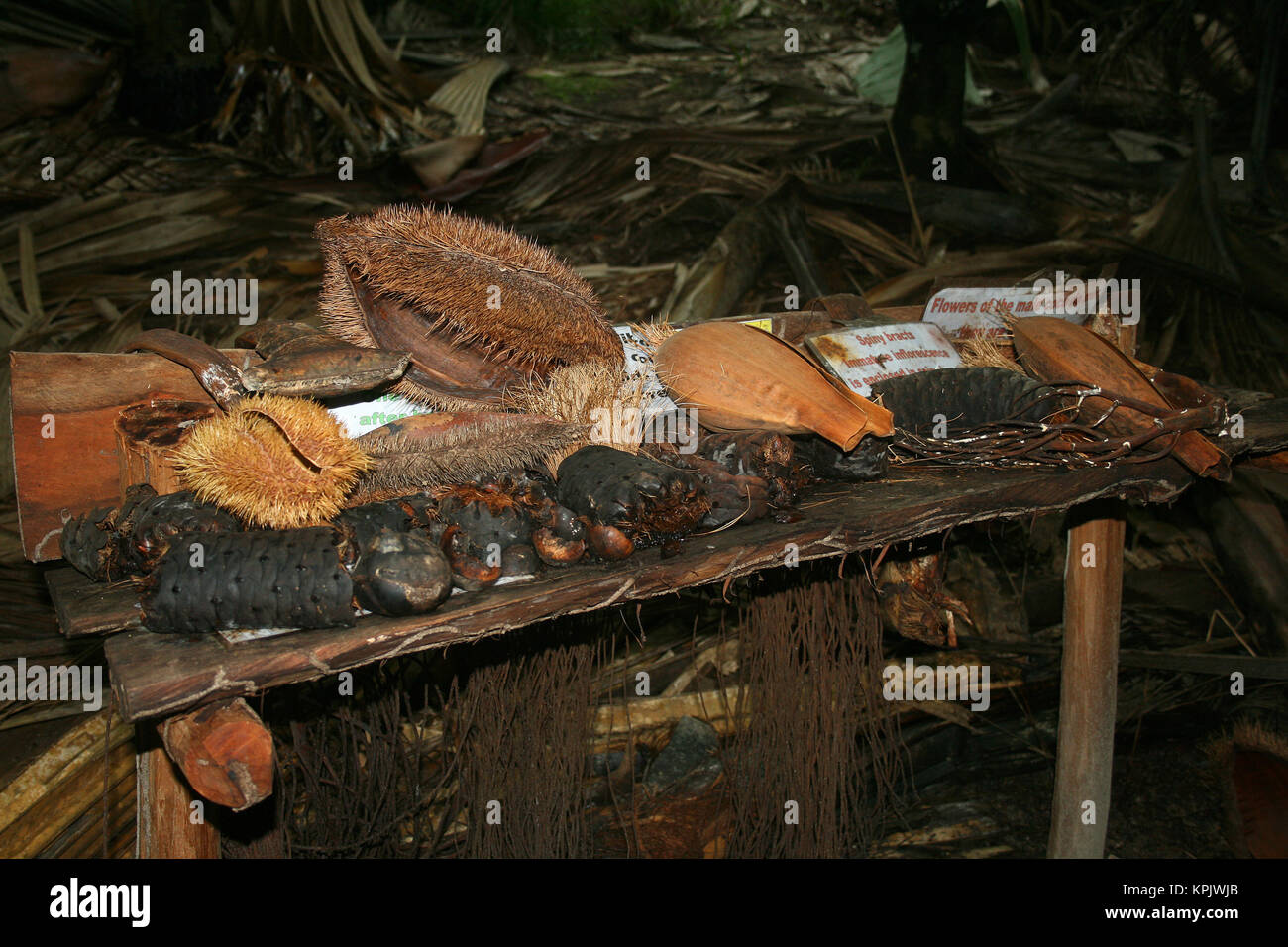 Roots of coconut tree, Praslin Island, Seychelles Stock Photo - Alamy