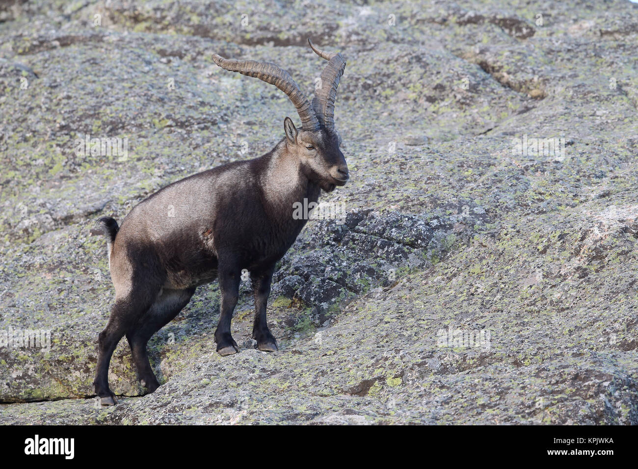 Iberian wild goat mating season Stock Photo - Alamy